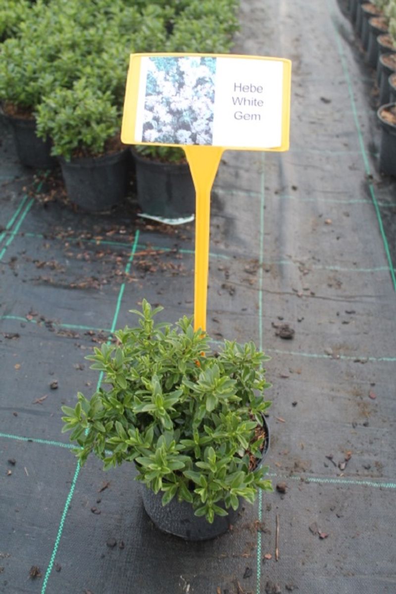 Hebe 'White Gem' — Plant Wholesale FlorAccess
