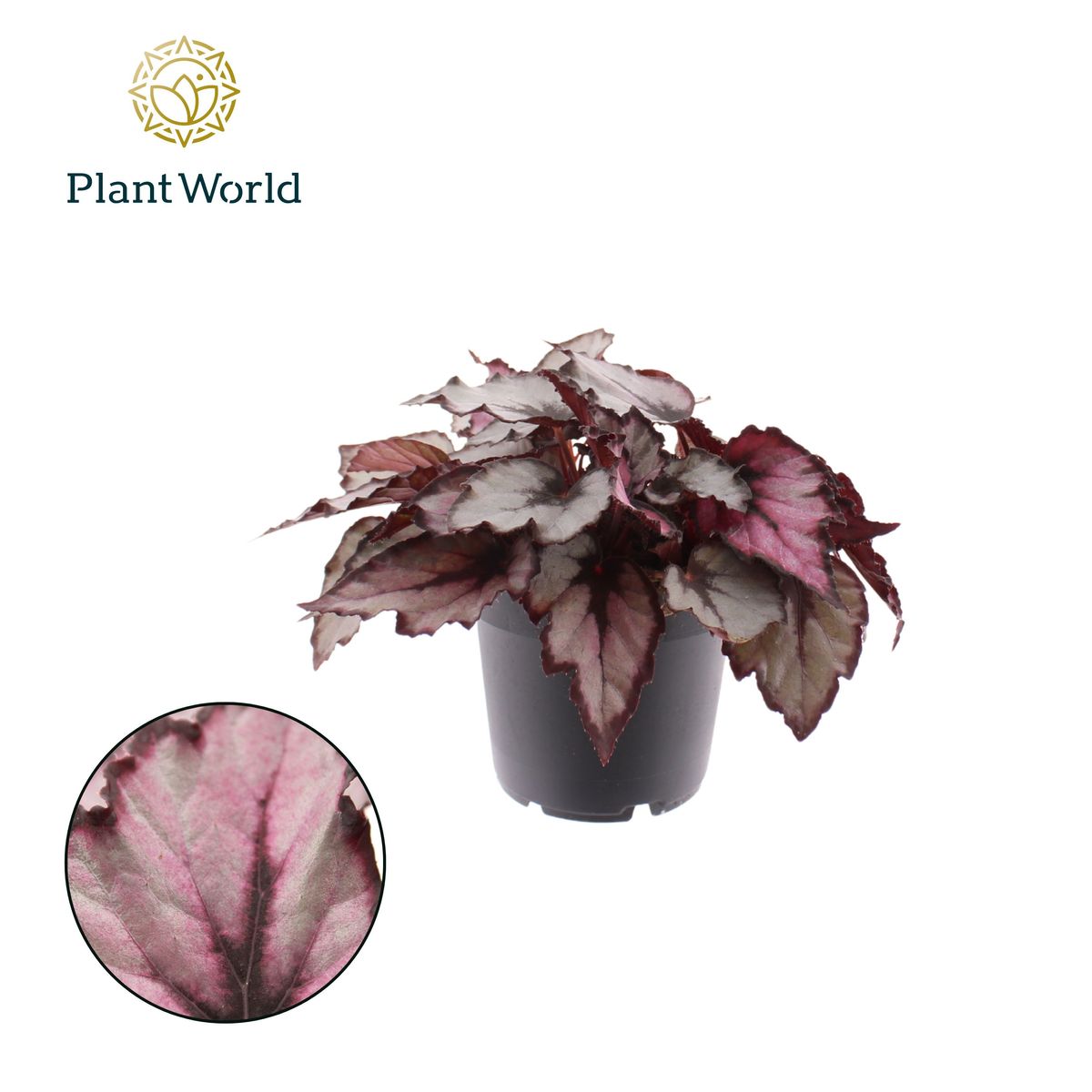 Begonia MAGIC COLOURS MAGMA — Plant Wholesale FlorAccess