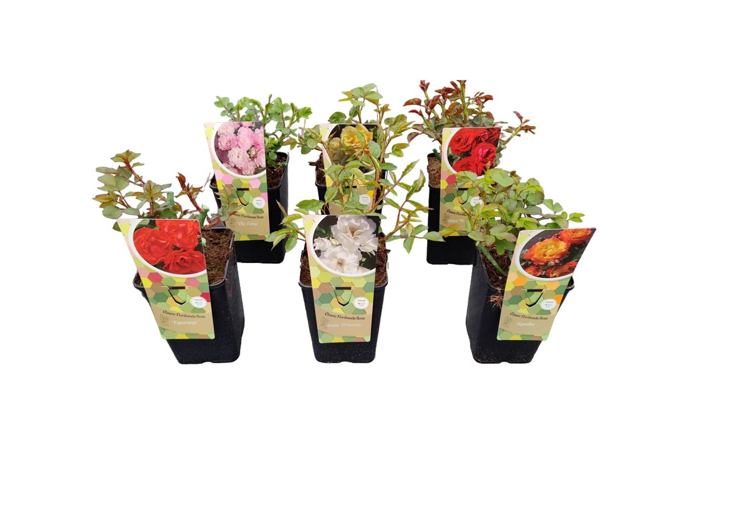 Rosa CLASSIC FLORIBUNDA ROSES MIX — Groothandel in planten FlorAccess