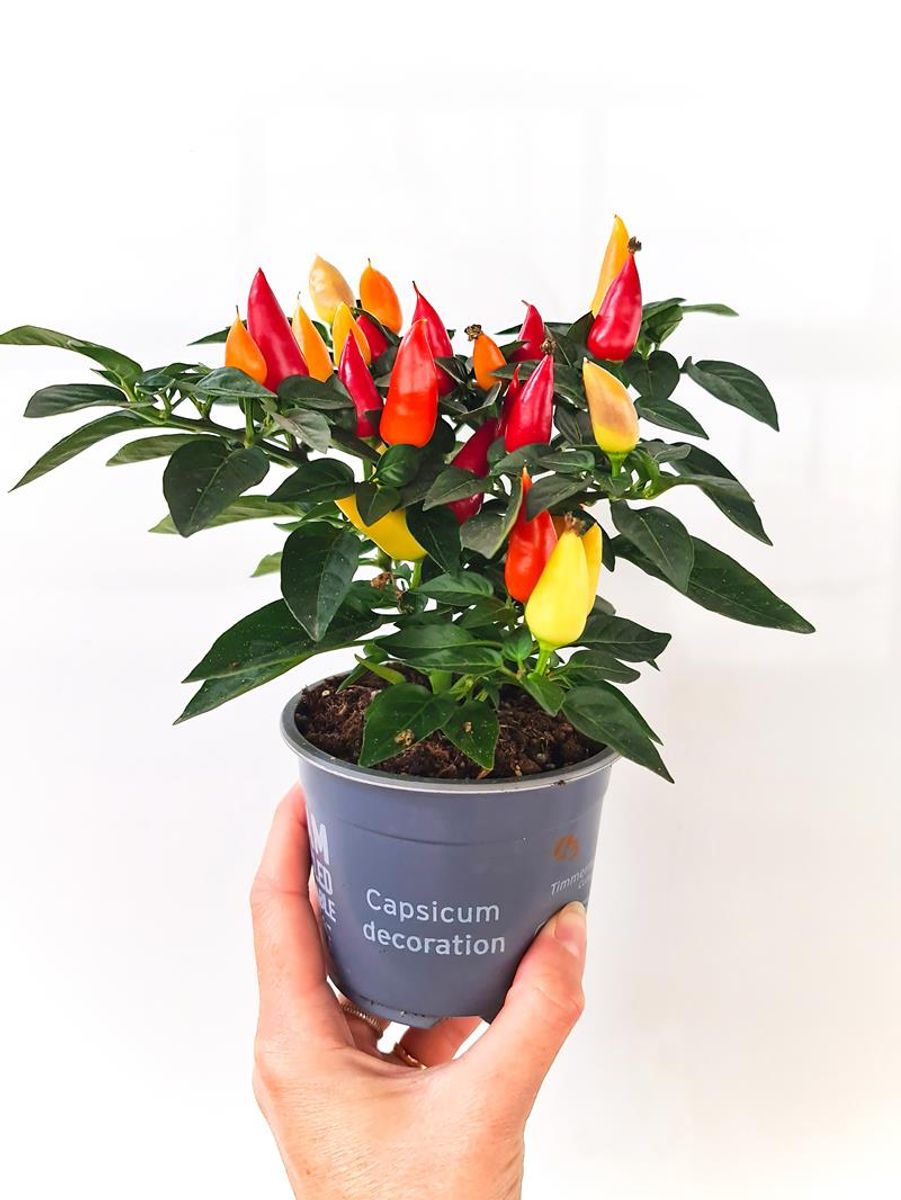 Capsicum annuum — Pflanzengroßhandel FlorAccess