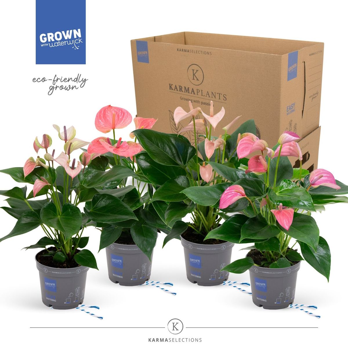 Anthurium MIX — Plant Wholesale FlorAccess