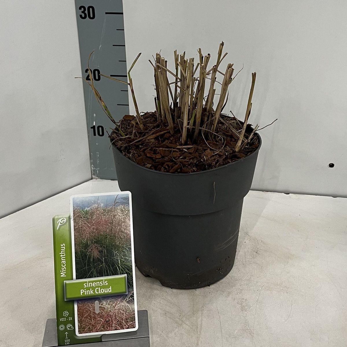 Miscanthus sinensis PINK CLOUD — Mayorista de plantas FlorAccess