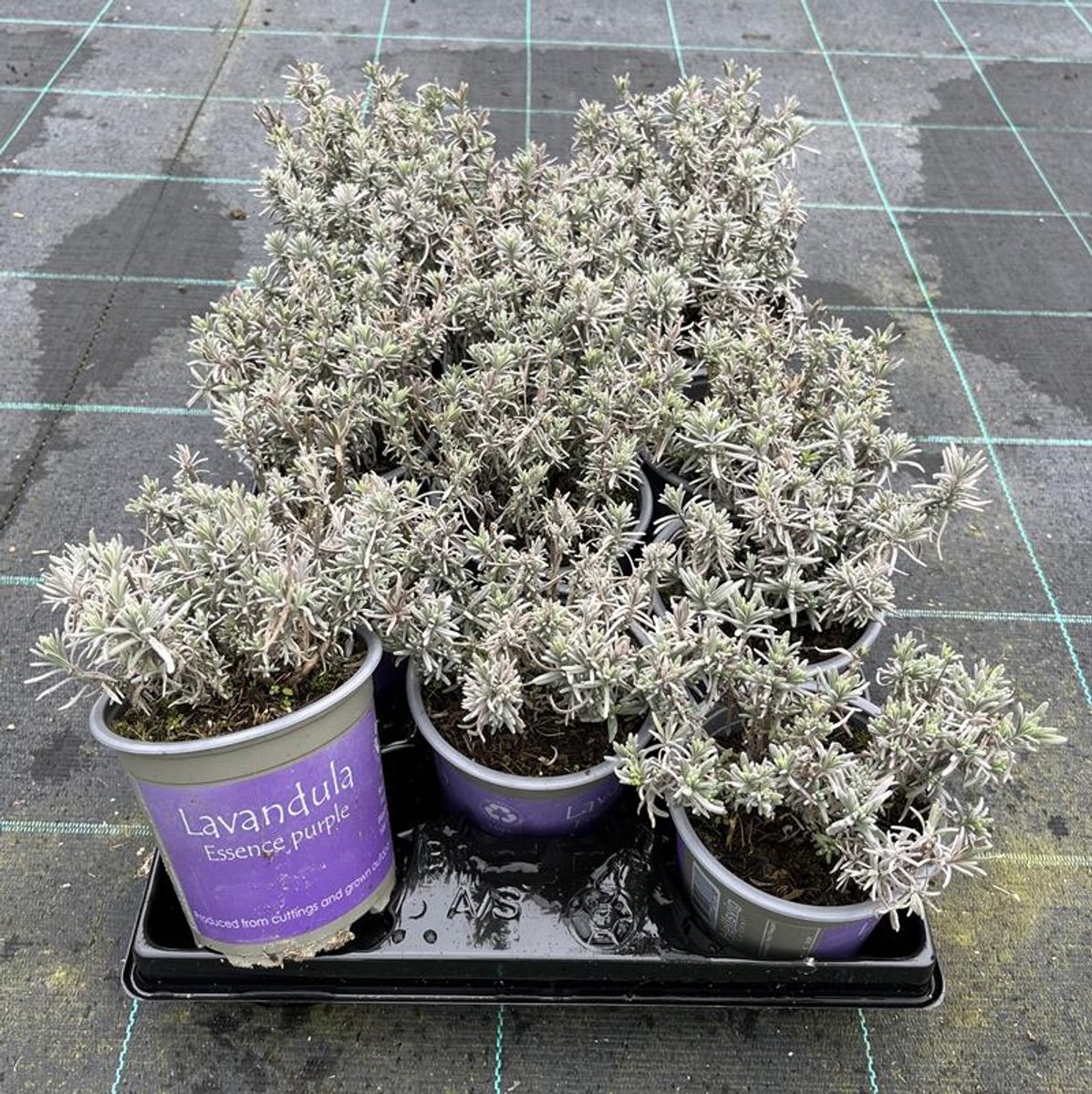 Lavandula angustifolia 'Essence Purple' — Рослини оптом FlorAccess