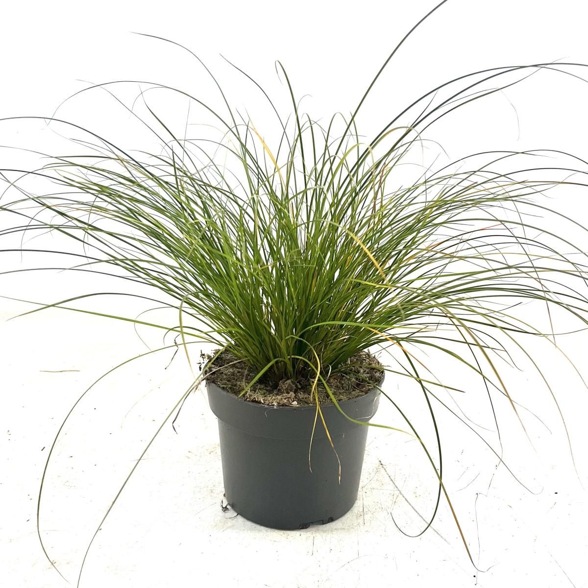 Carex testacea PRAIRIE FIRE COLORGRASS — Plant Wholesale FlorAccess