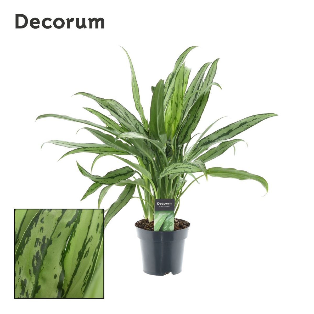 Aglaonema 'Cutlass' — Plant Wholesale FlorAccess