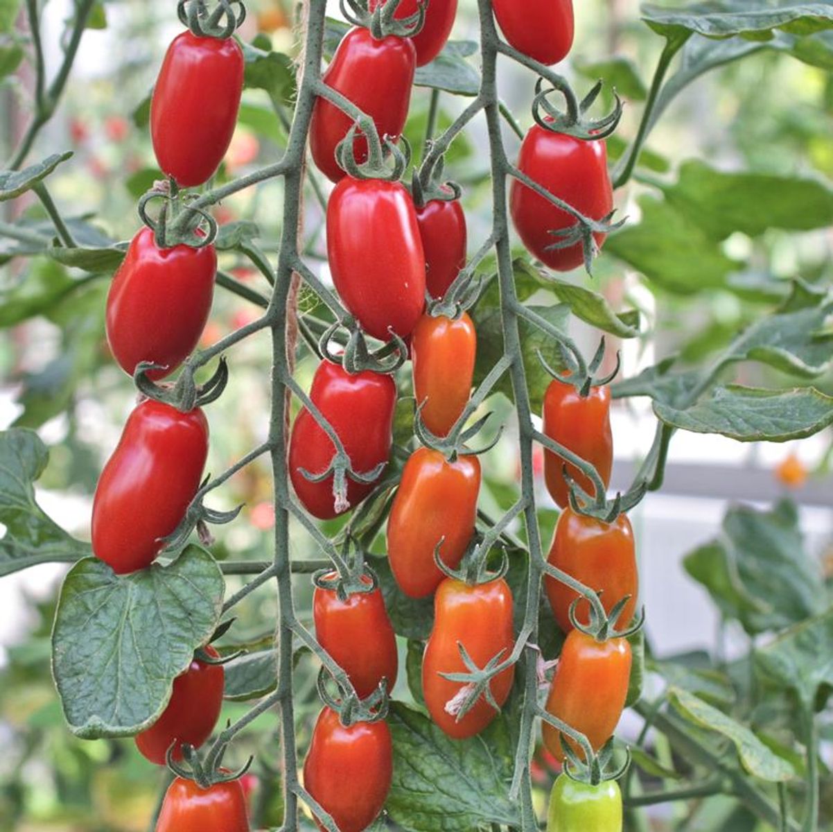 Solanum lycopersicum 'Krebs Linea' — Plant Wholesale FlorAccess