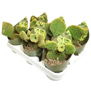 Opuntia microdasys undulata — Plant Wholesale FlorAccess