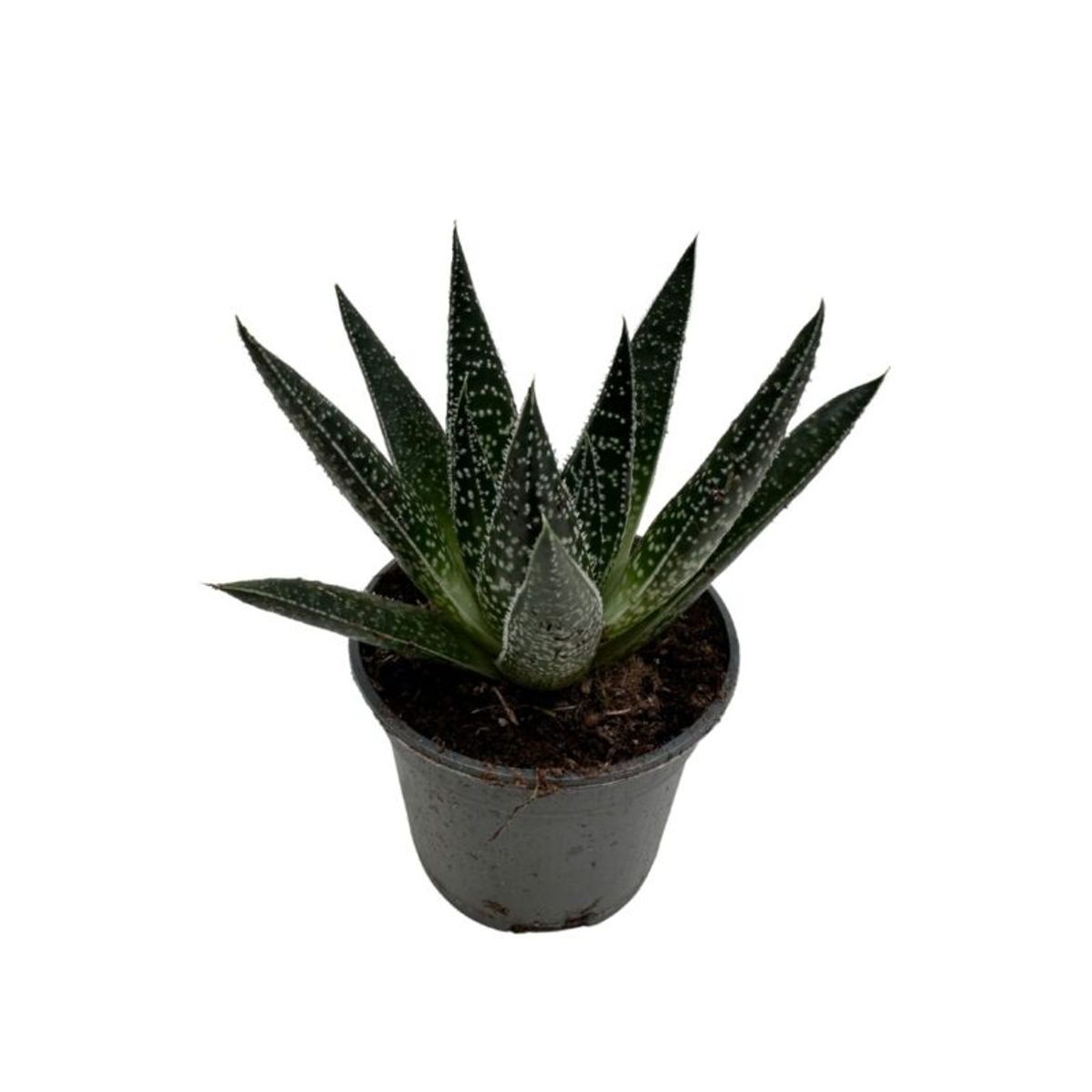 x Gasteraloe beguinii — Plant Wholesale FlorAccess