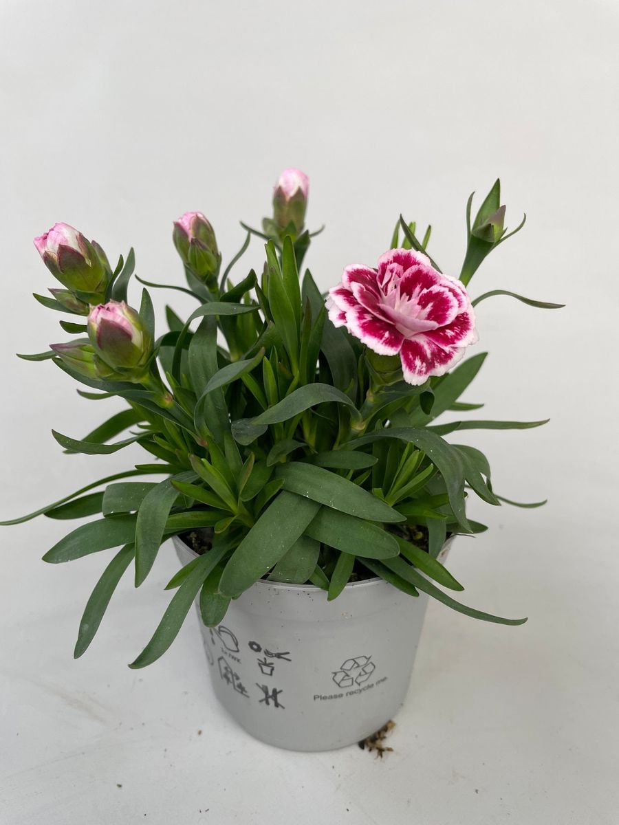 Dianthus OSCAR PINK AND PURPLE — Plant Wholesale FlorAccess