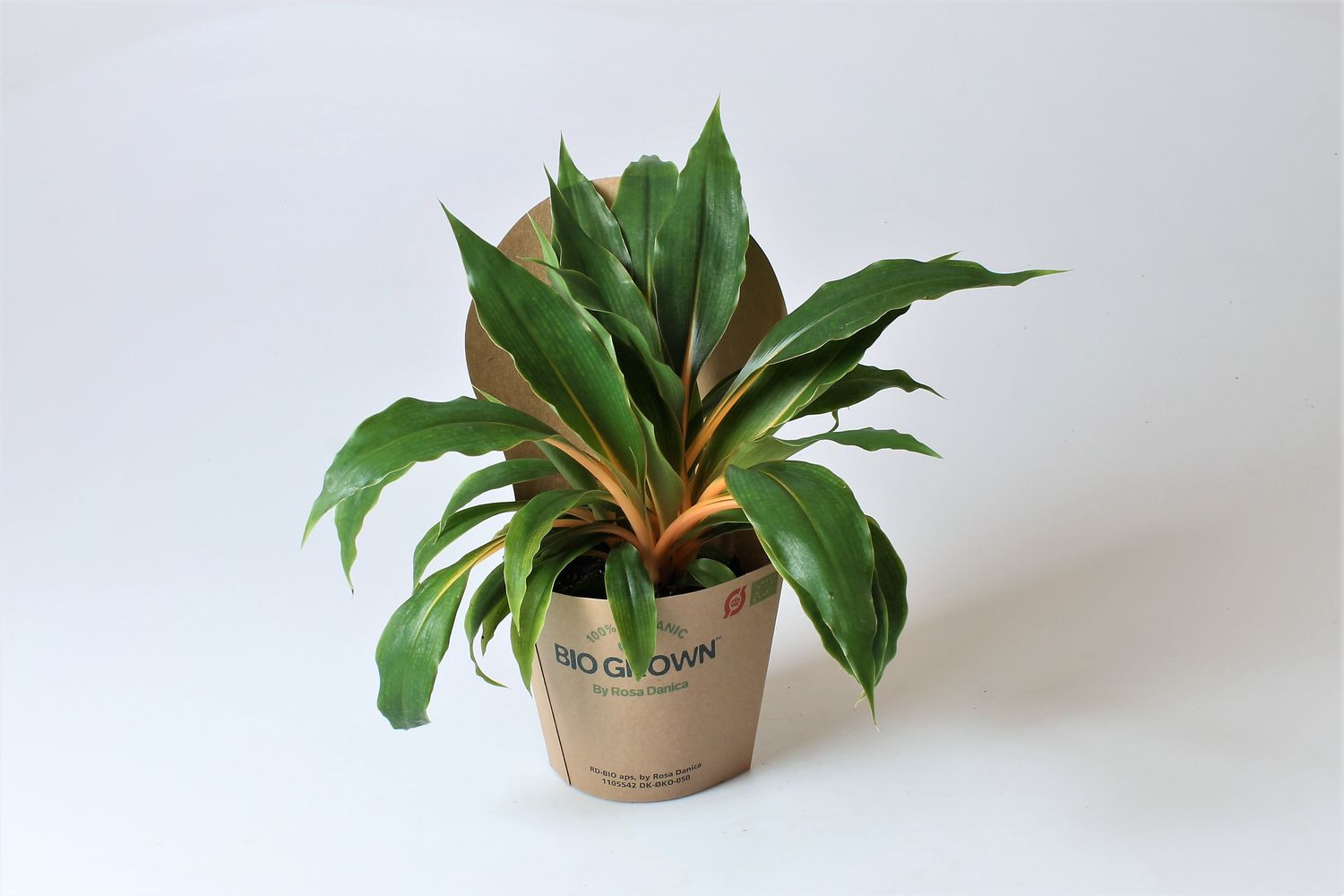 Chlorophytum orchidastrum 'Princess Mabel' — Plant Wholesale FlorAccess