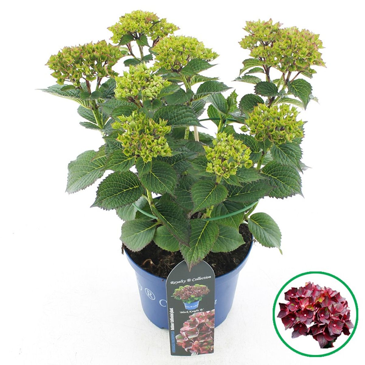 Hydrangea macrophylla ROYALTY COLLECTION BLACK KNIGHT — Plant Wholesale ...