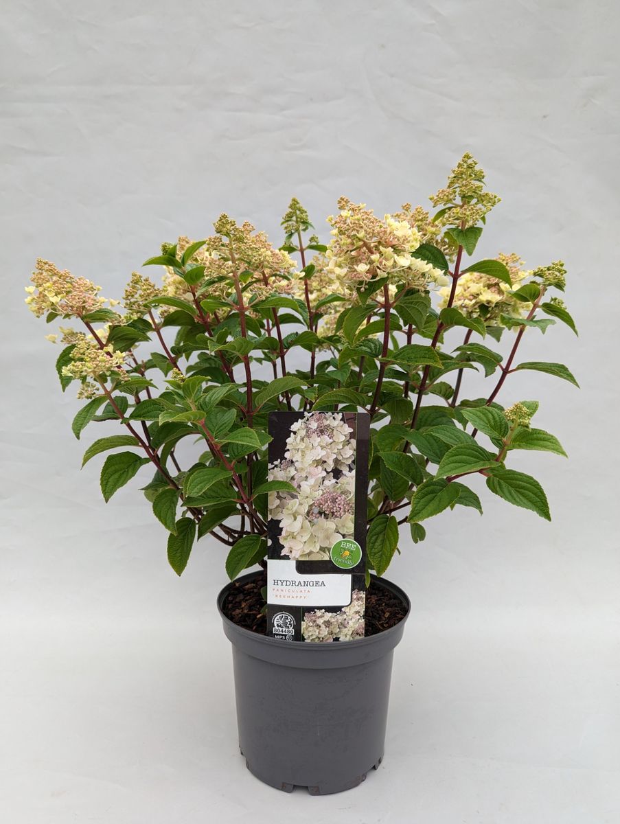 Hydrangea paniculata 'Bee Happy' — Plant Wholesale FlorAccess
