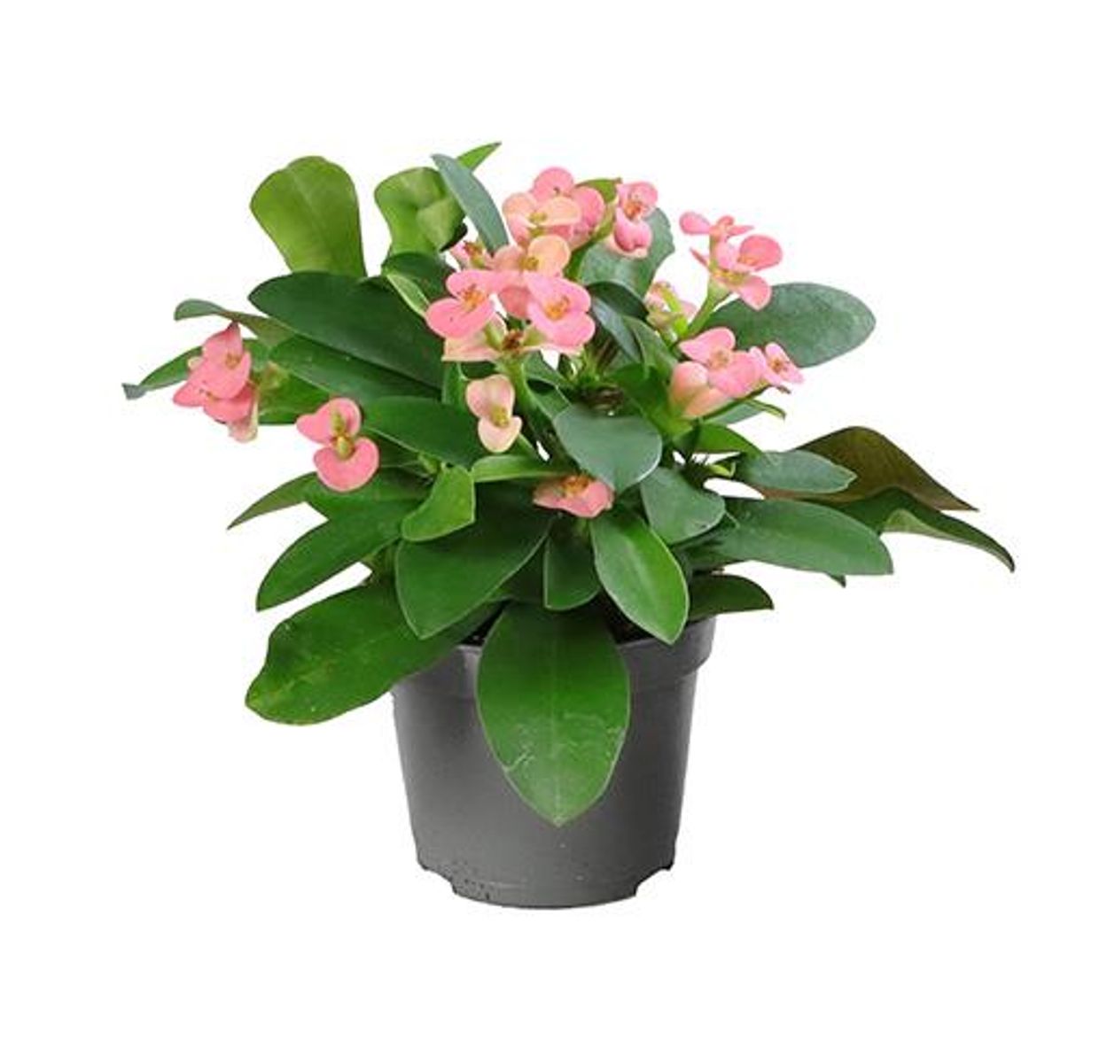 Euphorbia 'Rheia' — Plant Wholesale FlorAccess