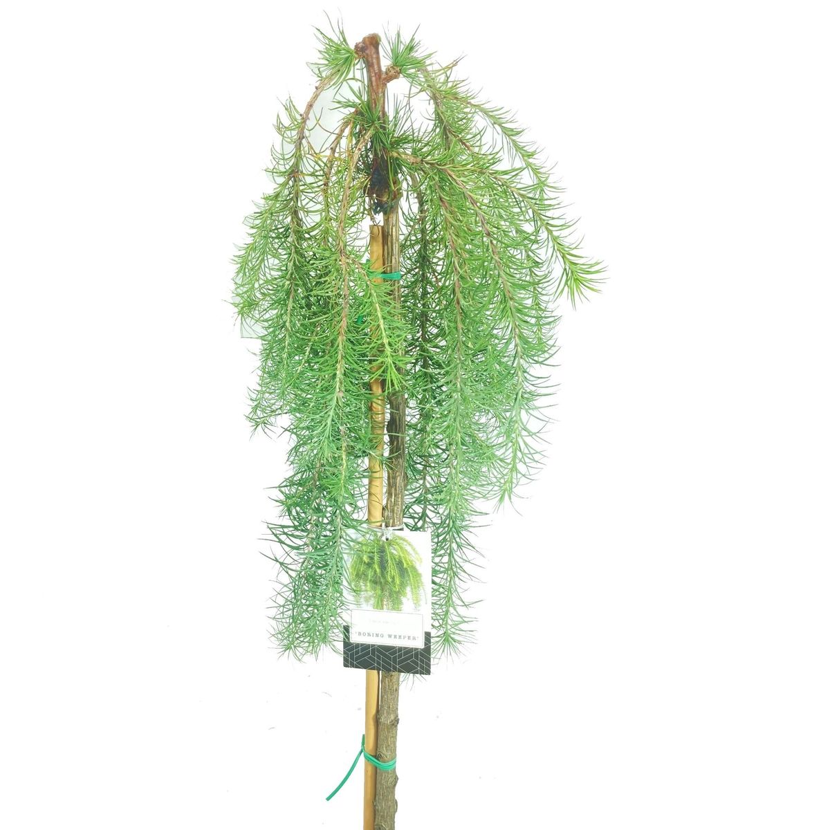 Larix kaempferi 'Boring Weeper' — Plant Wholesale FlorAccess