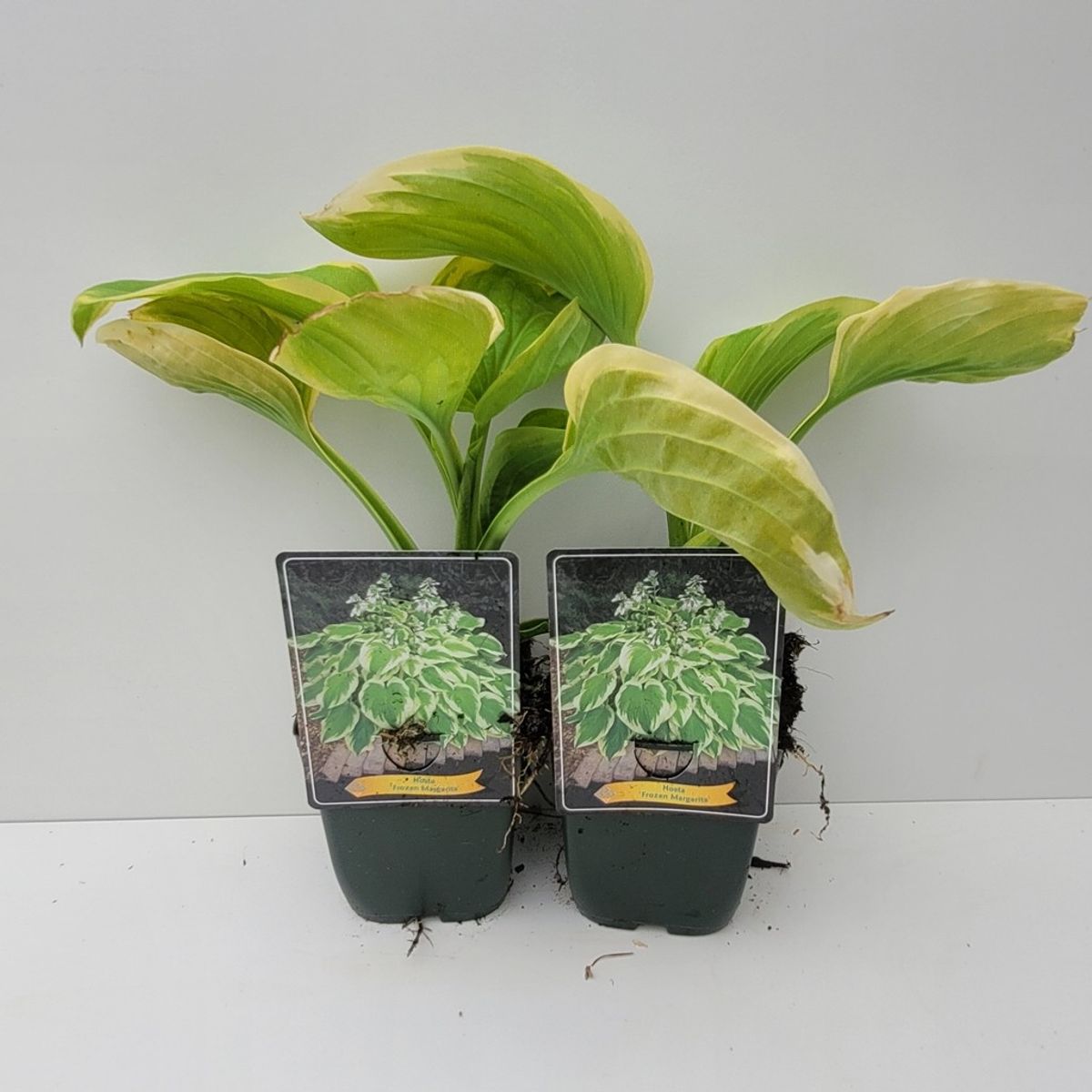 Hosta 'Frozen Margarita' — Plant Wholesale FlorAccess
