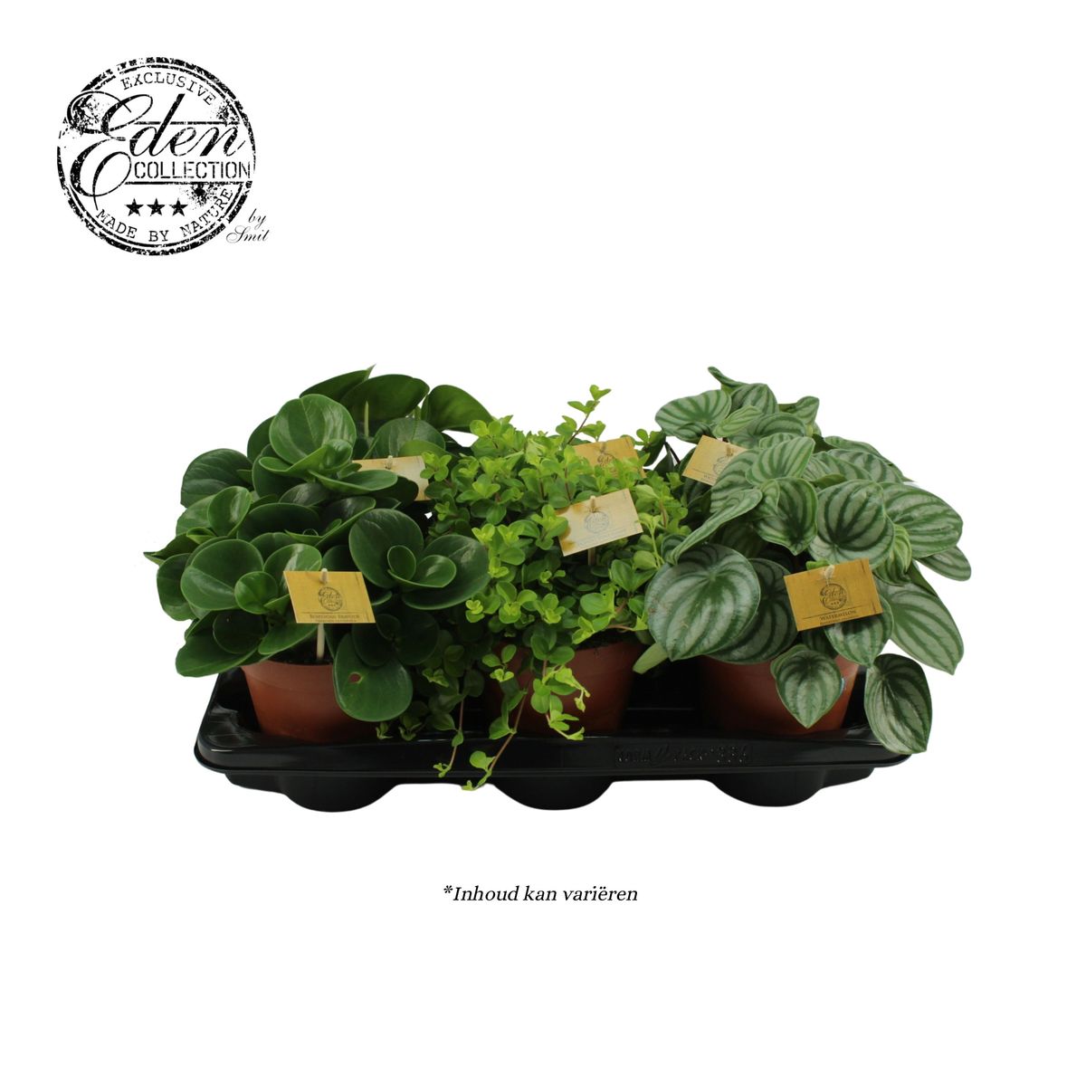 Peperomia MIX — Рослини оптом FlorAccess