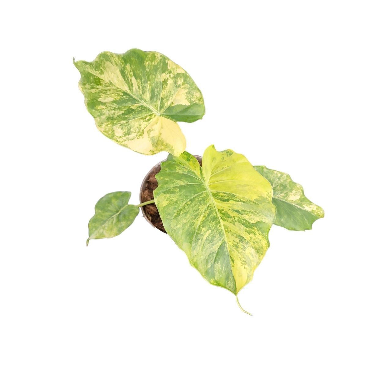 Alocasia odora 'Variegata' — Plant Wholesale FlorAccess