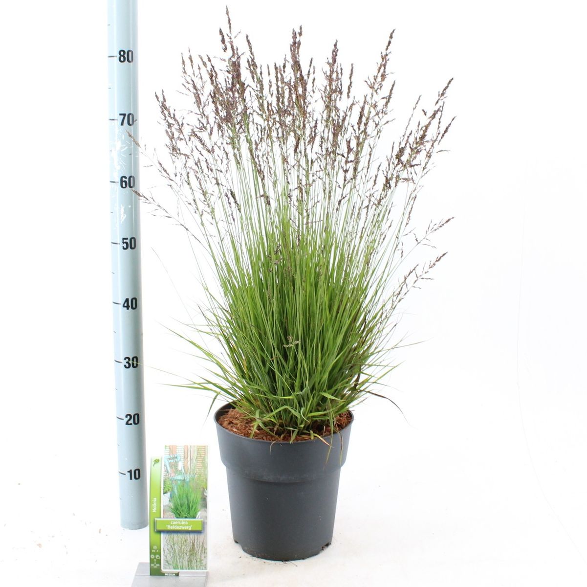 Molinia caerulea 'Heidezwerg' — Plant Wholesale FlorAccess