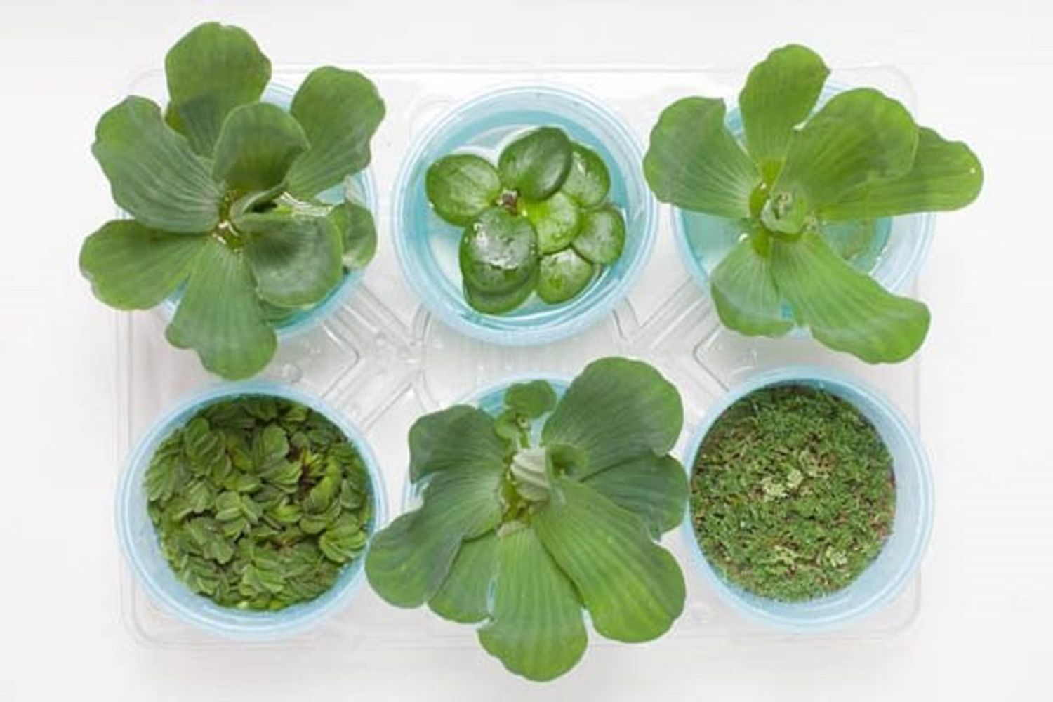 Aquatic plants FLOATING MIX — Plant Wholesale FlorAccess