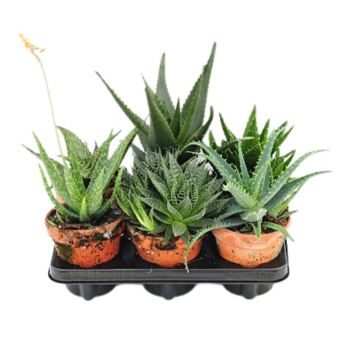 Aloe MIX — Plant Wholesale FlorAccess