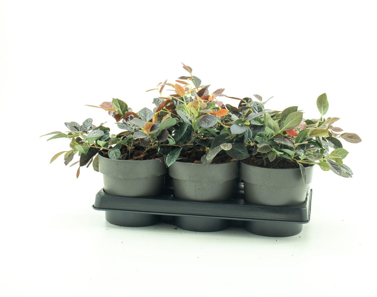 Loropetalum chinense RUBY SNOW — Toptan Bitki Satışı FlorAccess