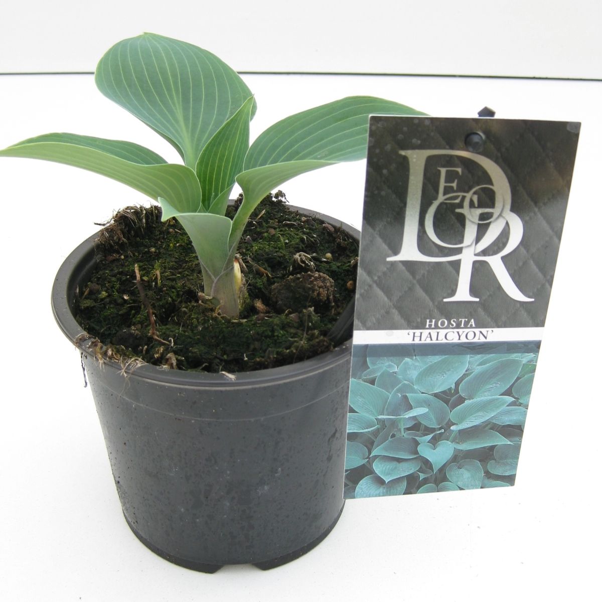 Hosta 'Halcyon' — Plant Wholesale FlorAccess