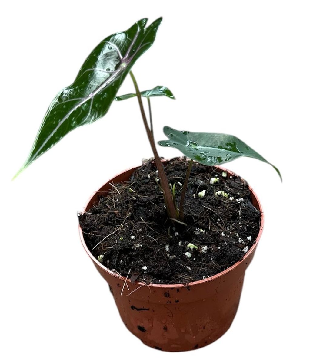 Alocasia suhirmaniana — Plant Wholesale FlorAccess