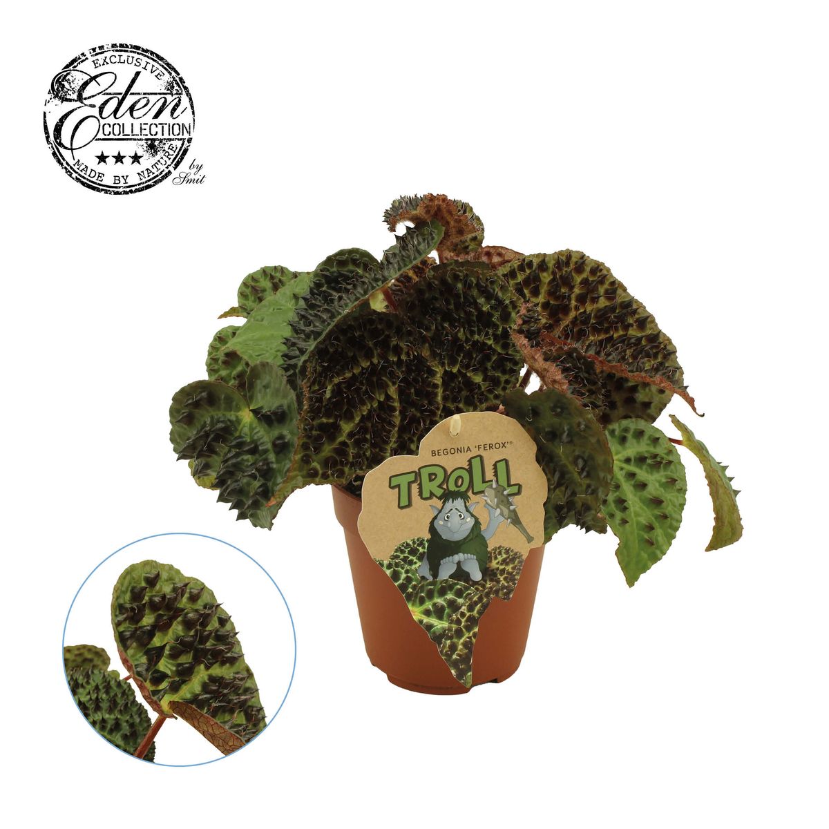 Begonia ferox — Plant Wholesale FlorAccess
