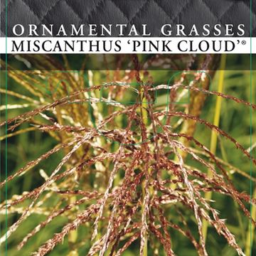 Miscanthus sinensis PINK CLOUD — Plant Wholesale FlorAccess
