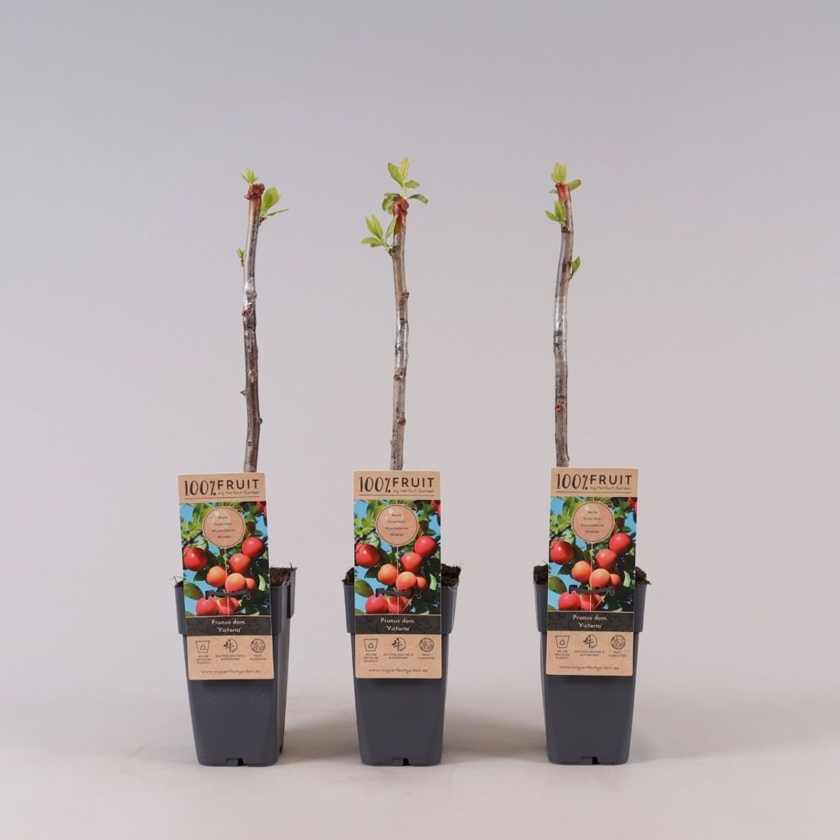Prunus domestica 'Victoria' — Plant Wholesale FlorAccess