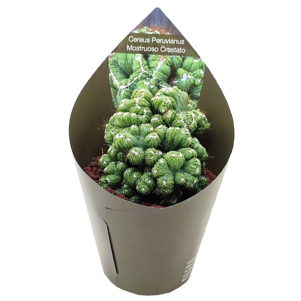 Cereus peruvianus cristata — Plant Wholesale FlorAccess