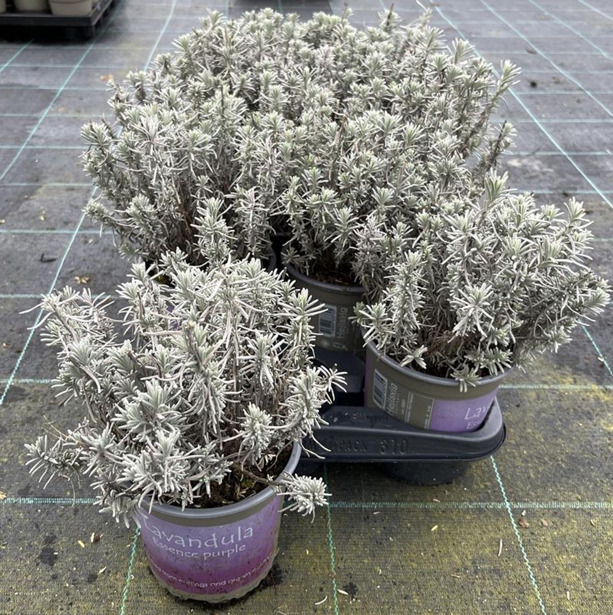 Lavandula angustifolia 'Essence Purple' — Plant Wholesale FlorAccess