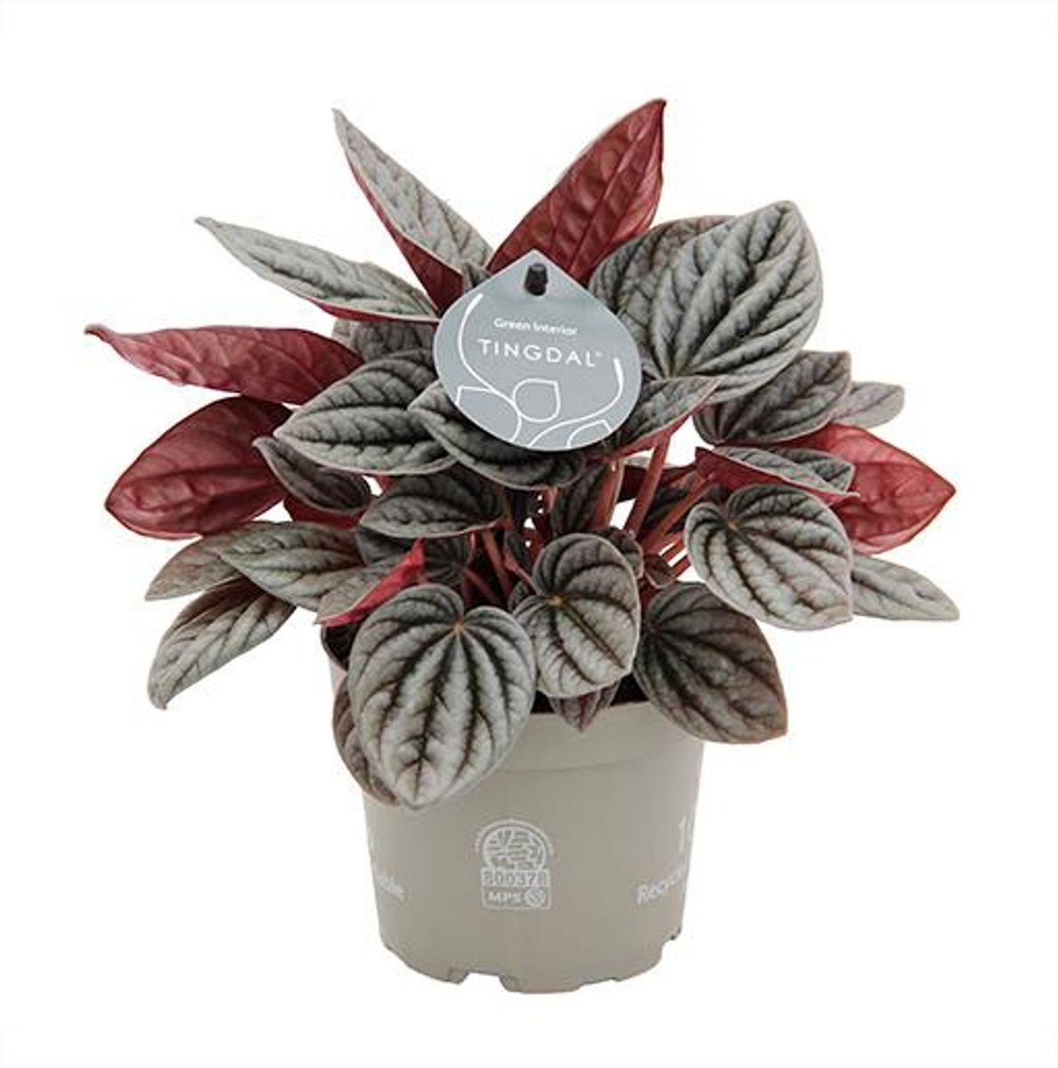 Peperomia caperata 'Caracas' — Plant Wholesale FlorAccess