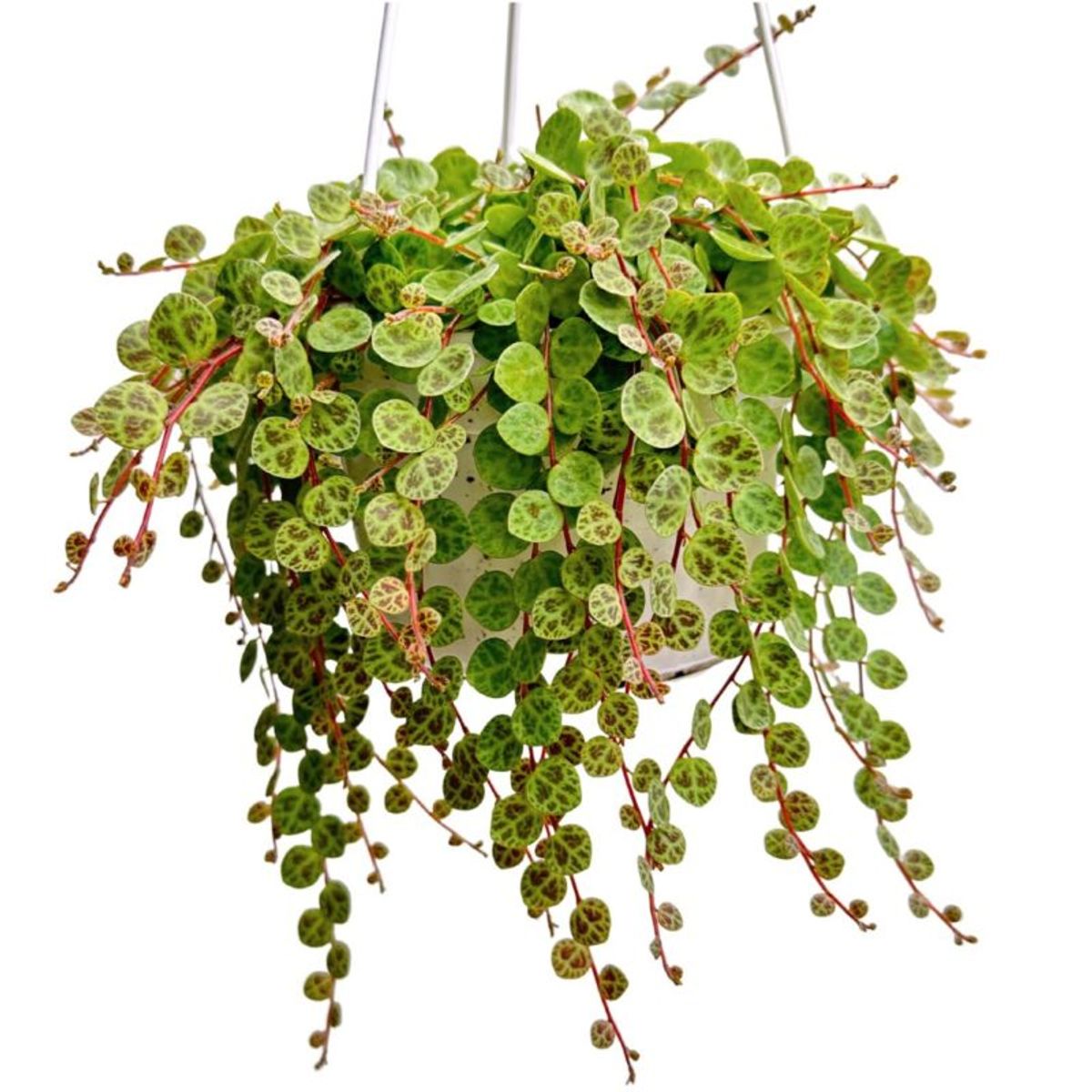 Peperomia prostrata — Plant Wholesale FlorAccess