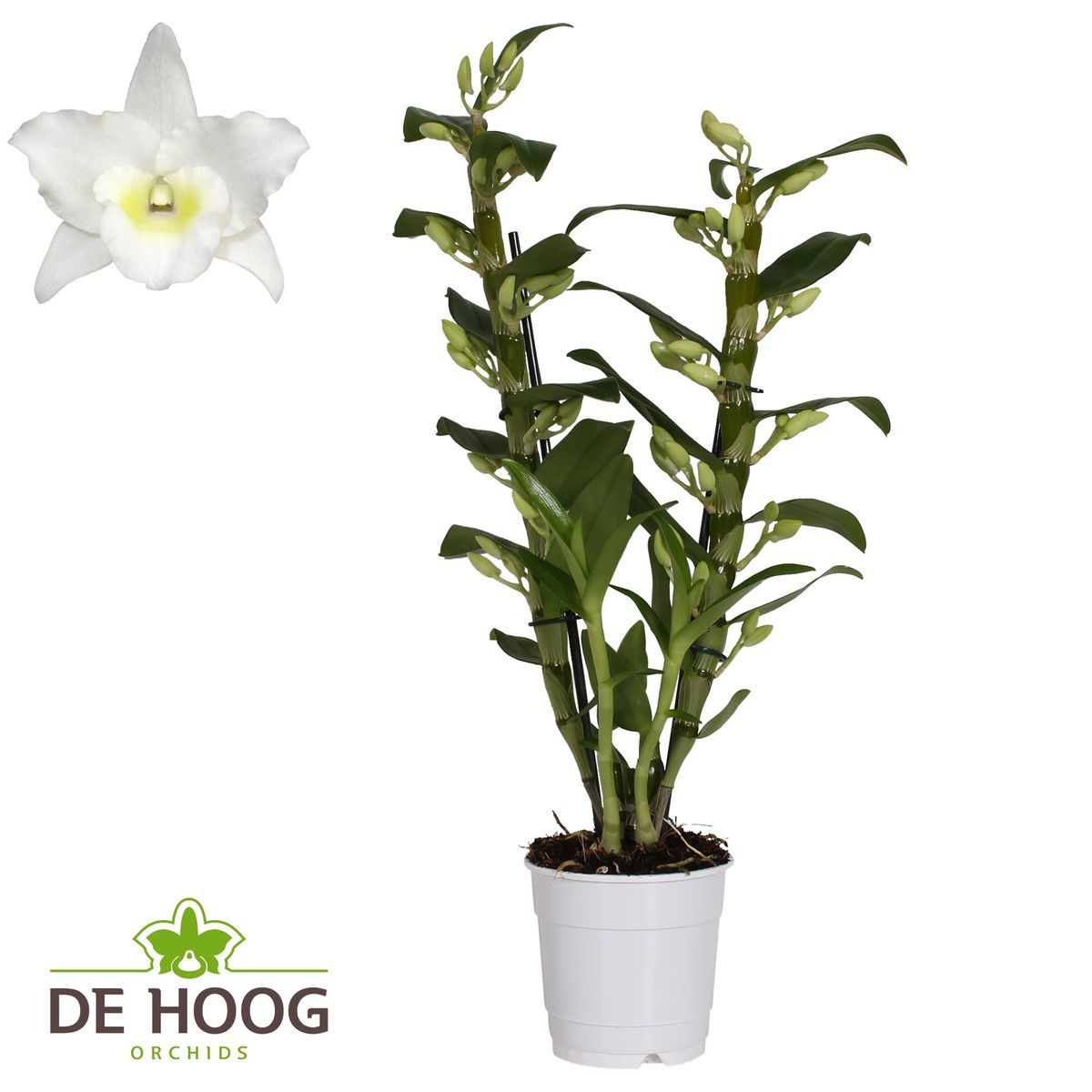 Dendrobium nobile SPRING DREAM STAR CLASS APOLLON — Plant Wholesale ...