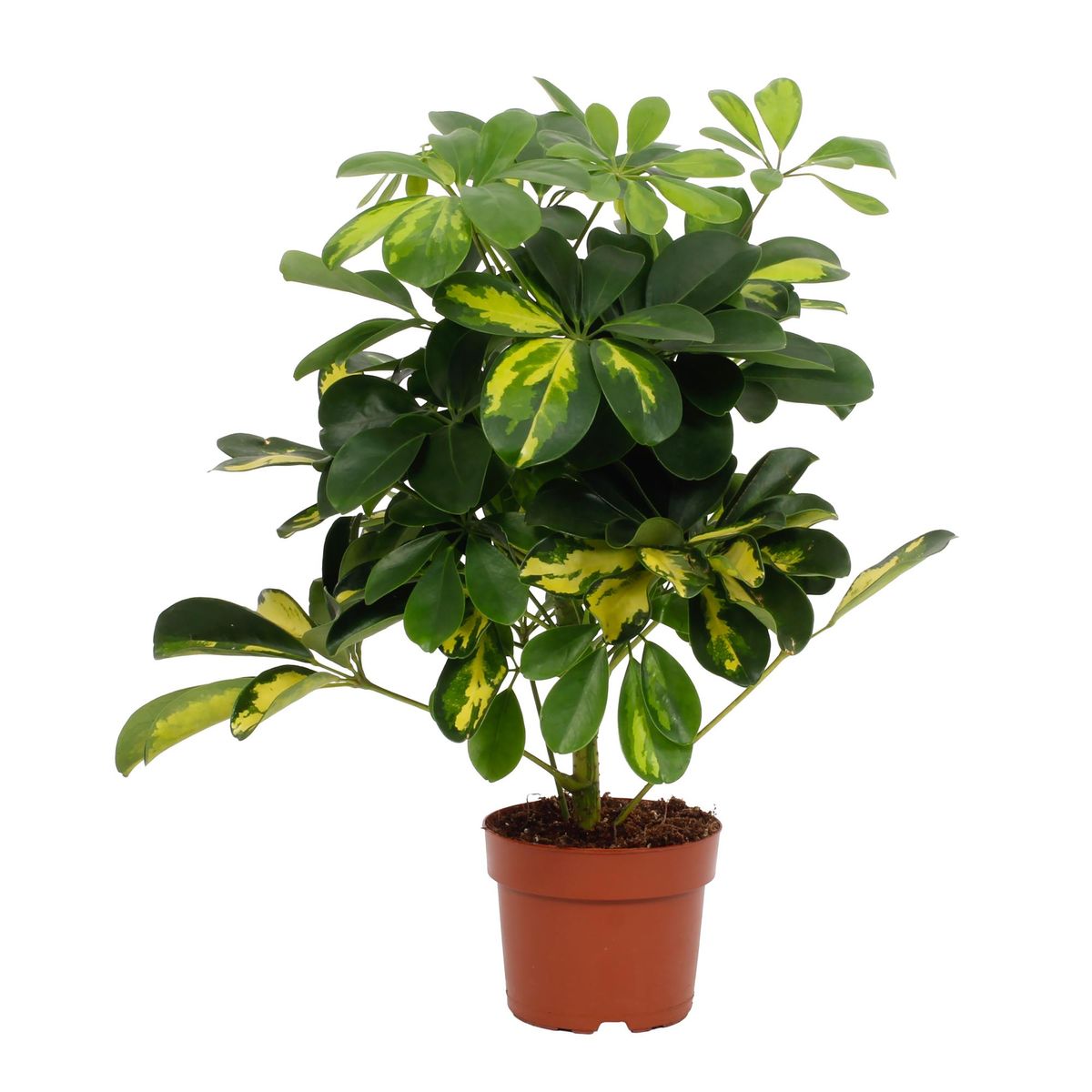 Schefflera arboricola 'Gold Capella' — Plant Wholesale FlorAccess