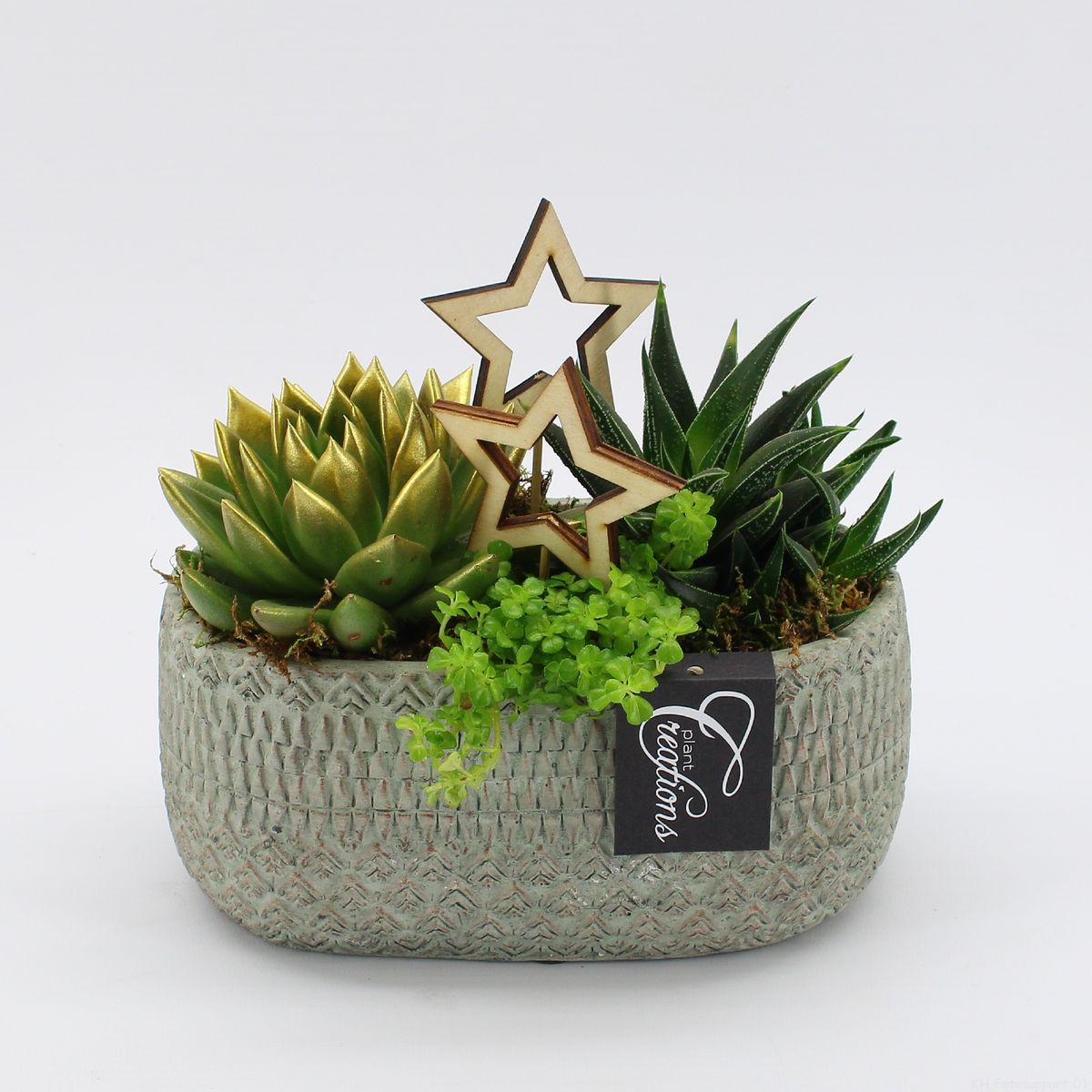 Arrangement Christmas — Plant Wholesale FlorAccess