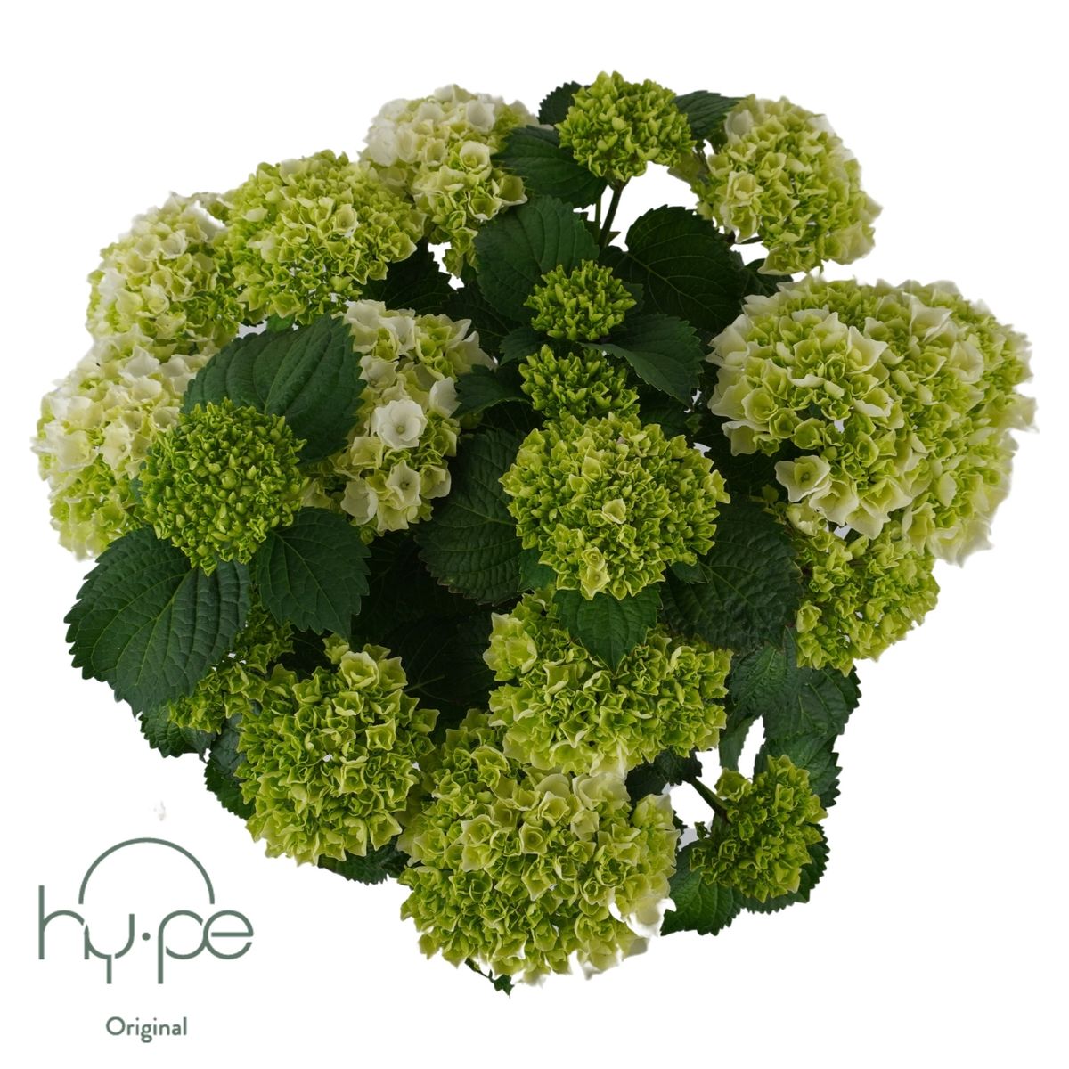 Hydrangea macrophylla MOPHEAD WHITE — Plant Wholesale FlorAccess