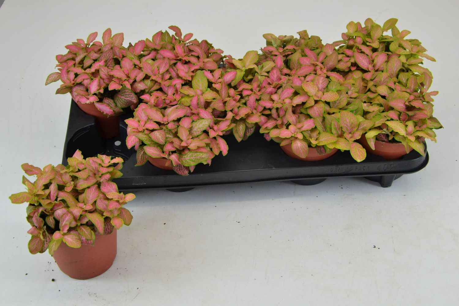 Fittonia verschaffeltii 'Pink Ruby Lime' — Plant Wholesale FlorAccess