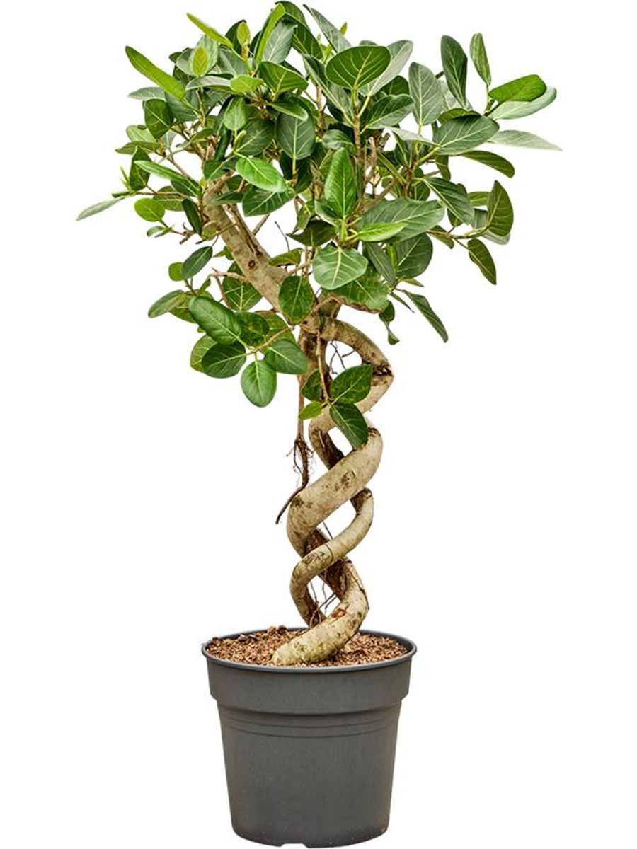 Ficus benghalensis 'Audrey' — Plant Wholesale FlorAccess