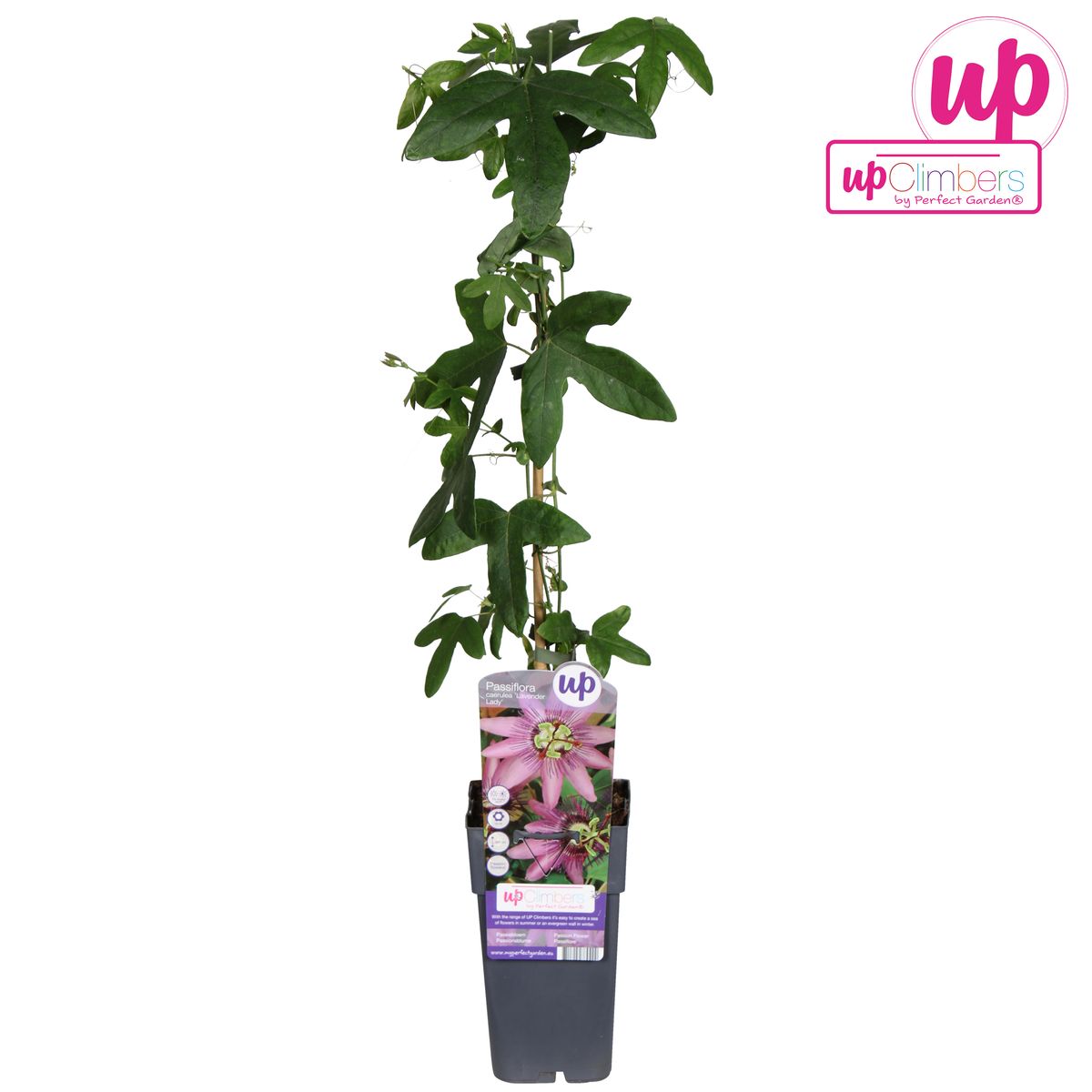 Passiflora 'Lavender Lady' — Plant Wholesale FlorAccess