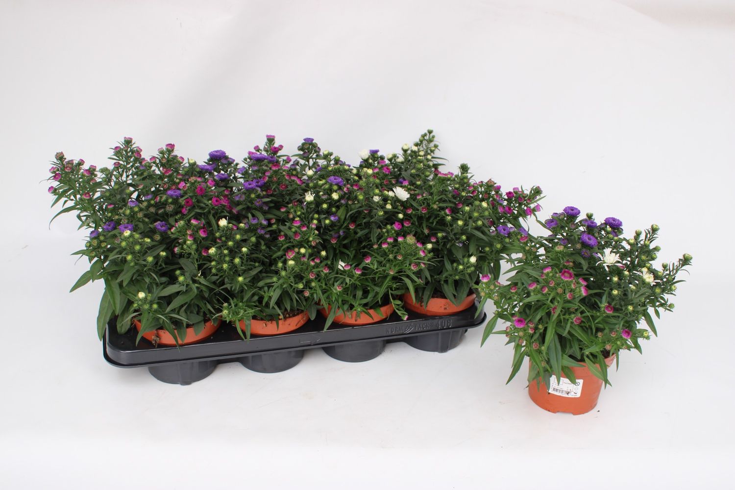 Aster MIX IN POT — Plant Wholesale FlorAccess