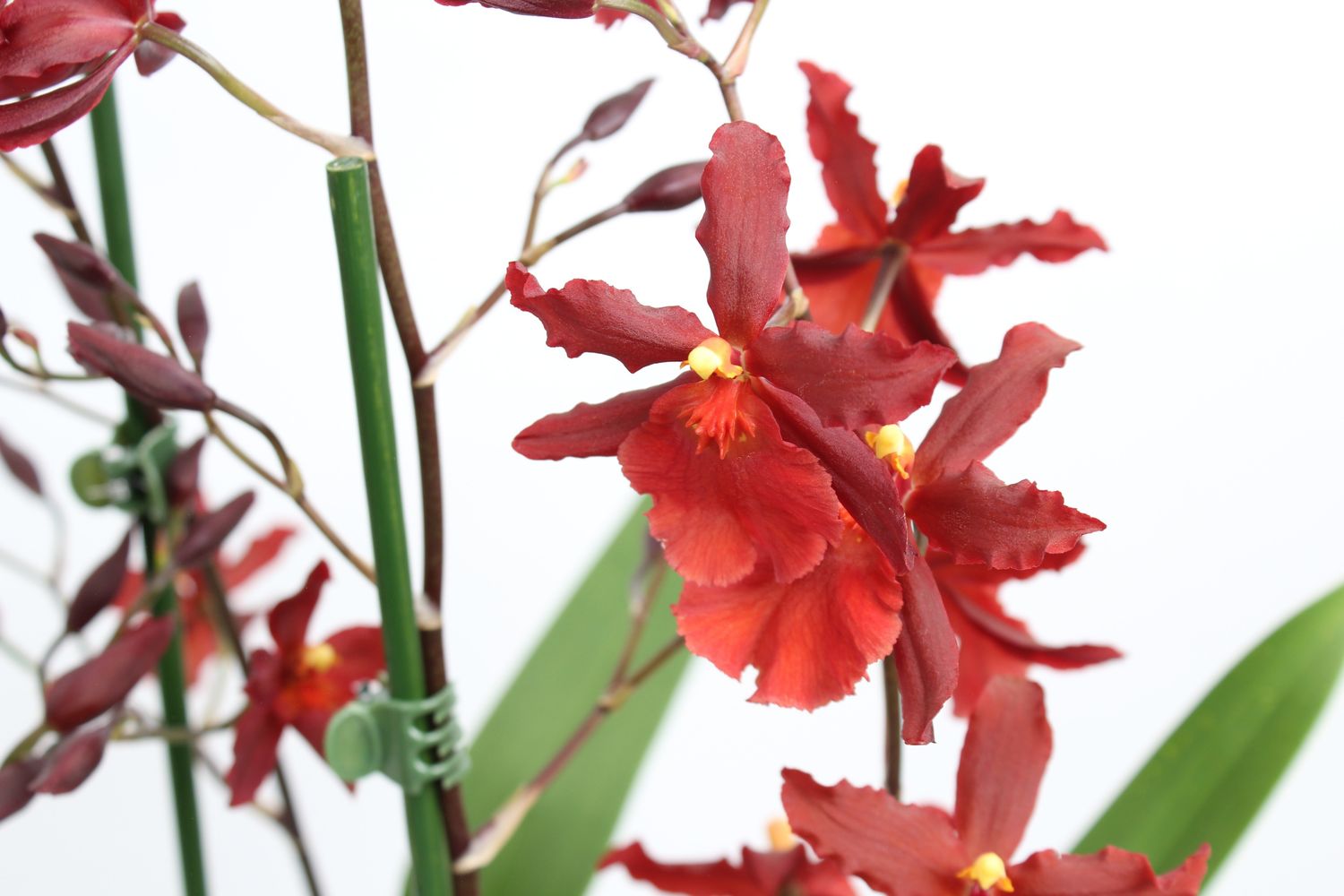 x Vuylstekeara Cambria 'Plush' — Plant Wholesale FlorAccess