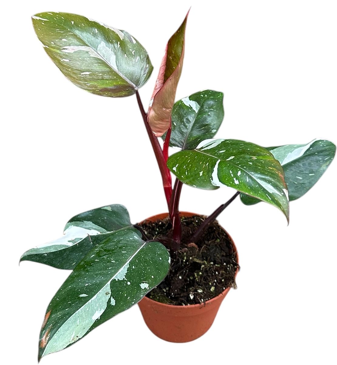 Philodendron 'Red Anderson' — Groothandel in planten FlorAccess