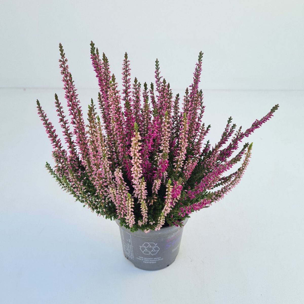Calluna vulgaris BEAUTY LADIES MIX IN POT — Plant Wholesale FlorAccess
