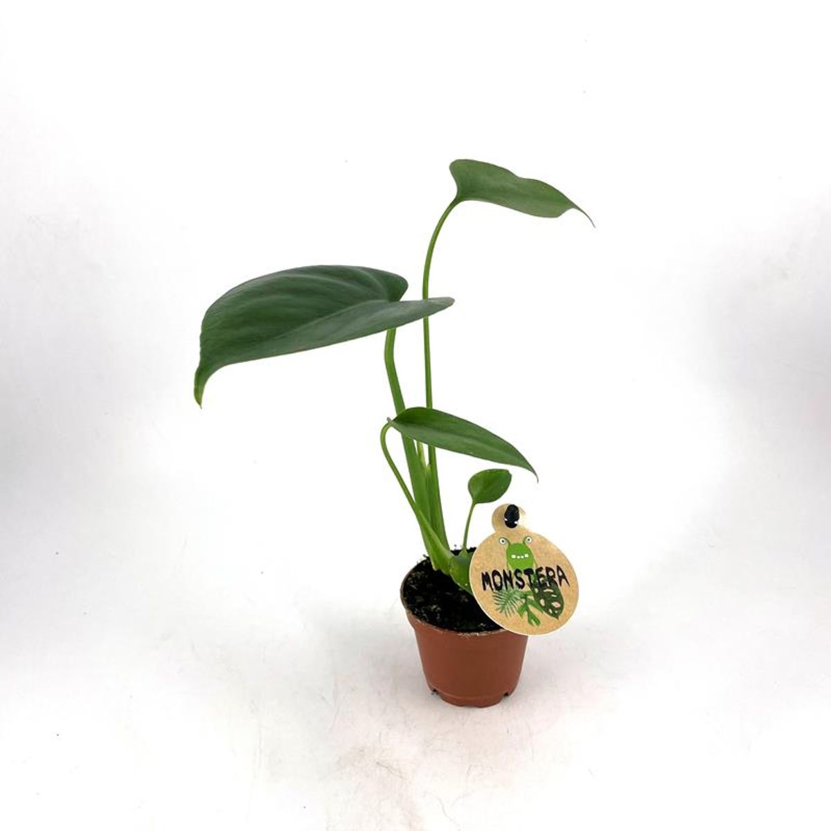 Monstera deliciosa — Plant Wholesale FlorAccess