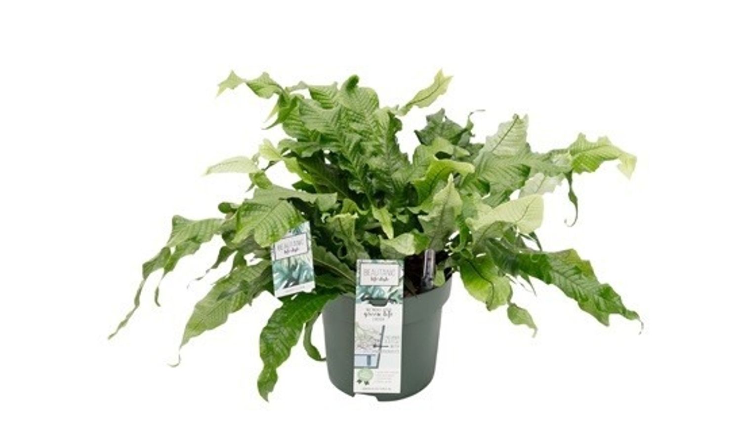 Microsorum musifolium 'Crocodyllus' — Plant Wholesale FlorAccess