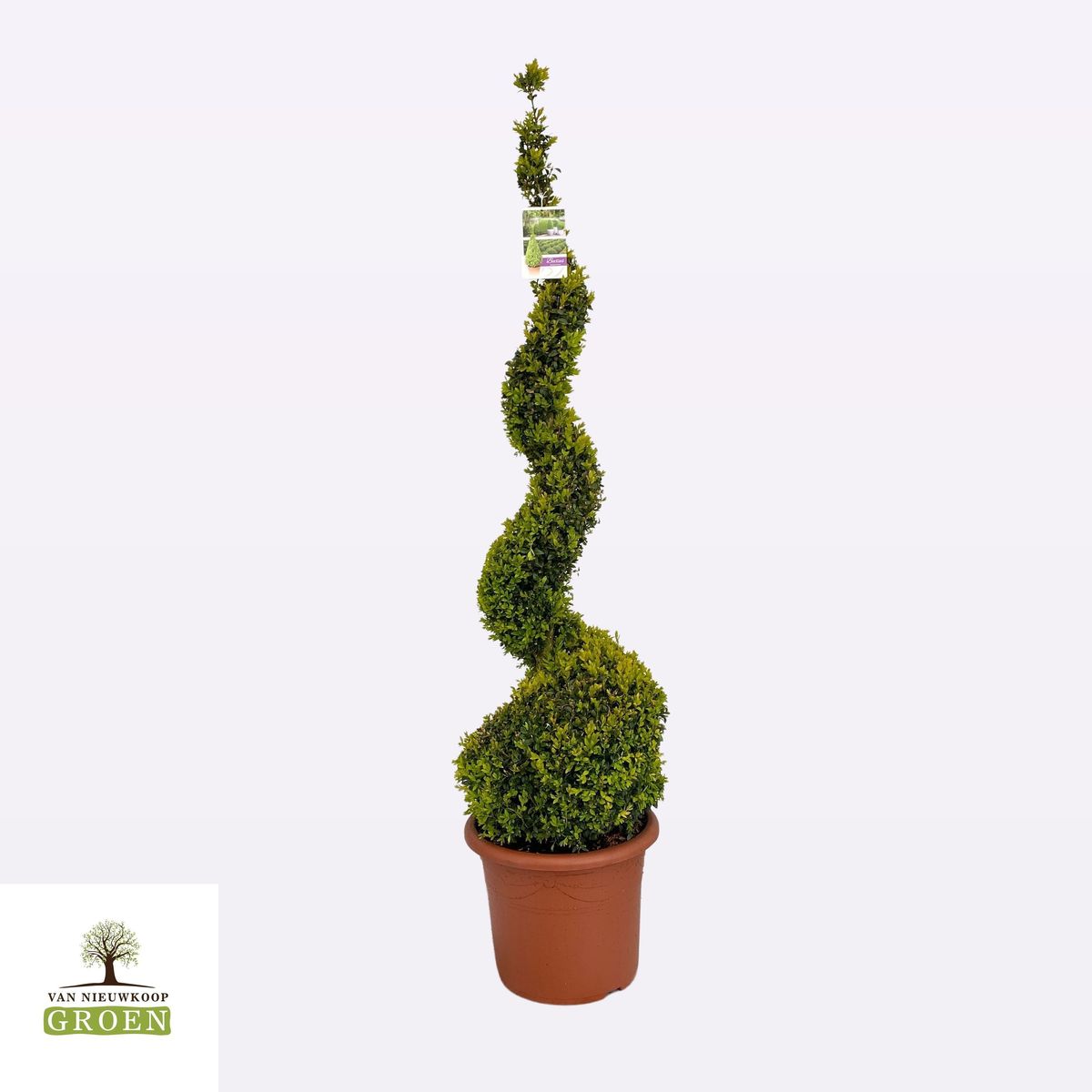 Buxus sempervirens — Plant Wholesale FlorAccess