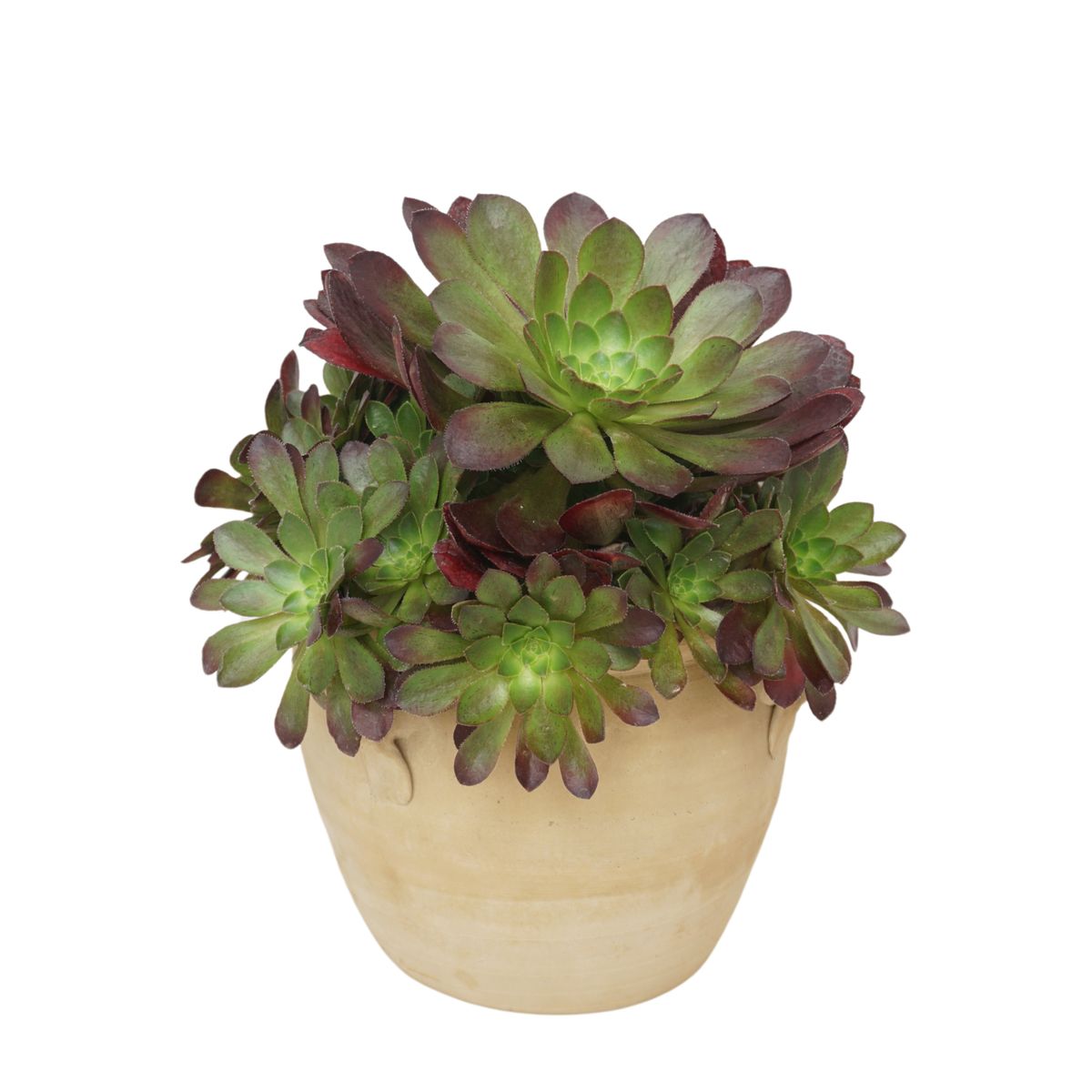 x Semponium 'Sienna' — Plant Wholesale FlorAccess