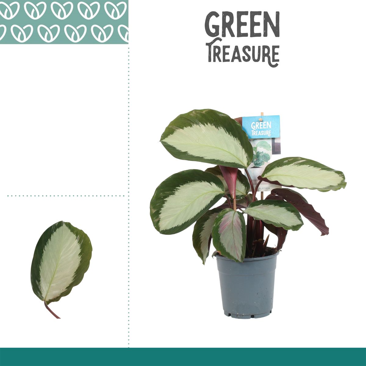 Calathea 'Royal Standard' — Plant Wholesale FlorAccess